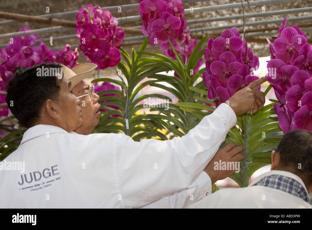 Judging large purple orchid blooms Chiang Mai Flower Festival north ...