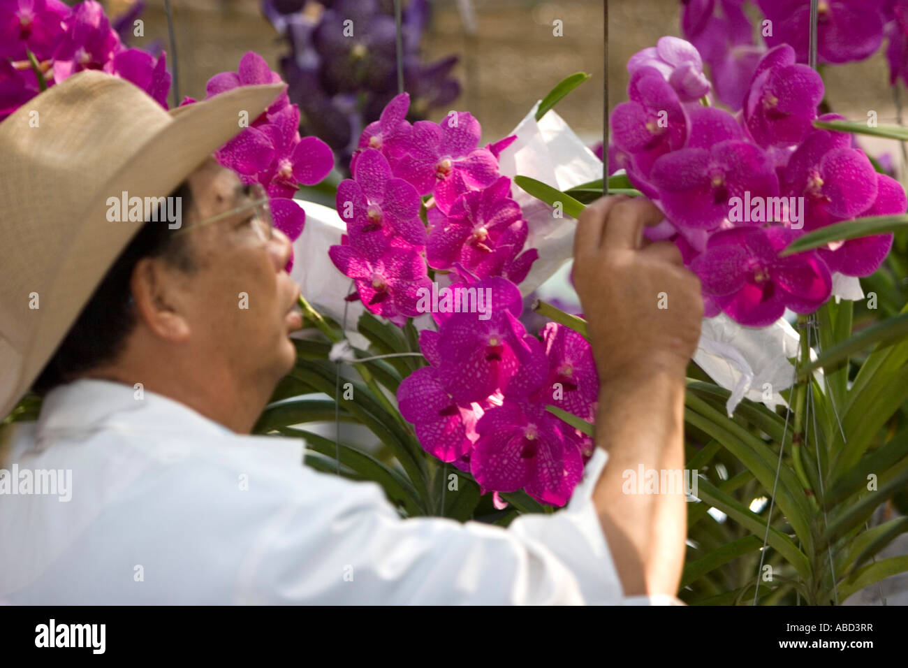 Judging large purple orchid blooms Chiang Mai Flower Festival north ...