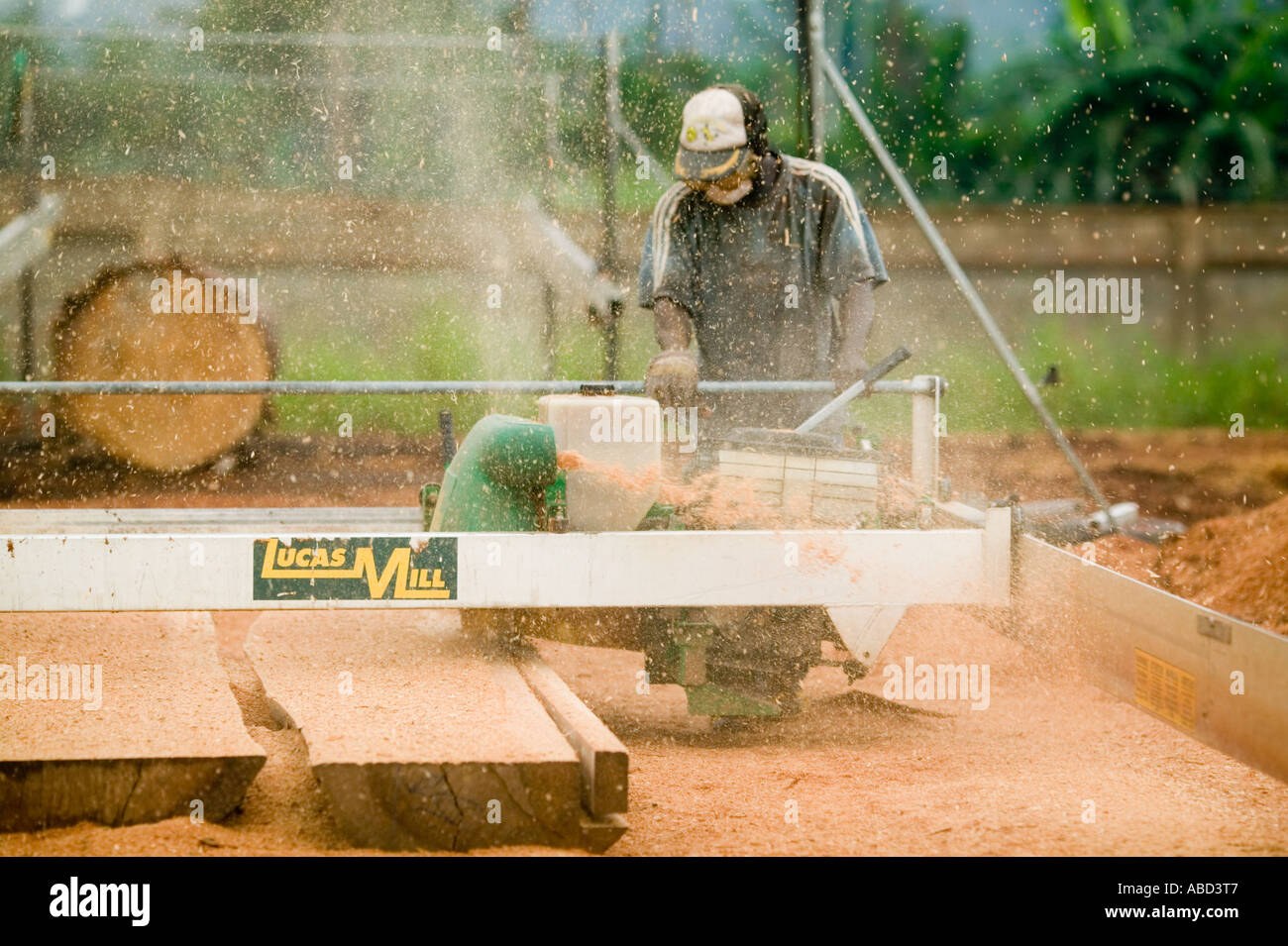 Bandsawing African tropical hardwood (African mahogany) at a rainforest ...