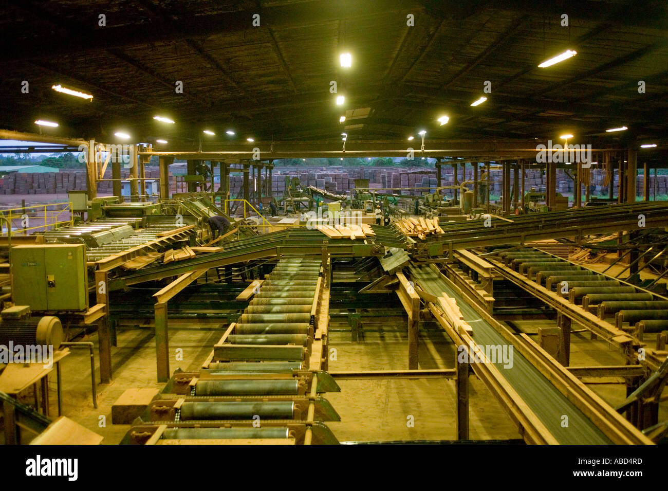 Sapele tree hi-res stock photography and images - Alamy