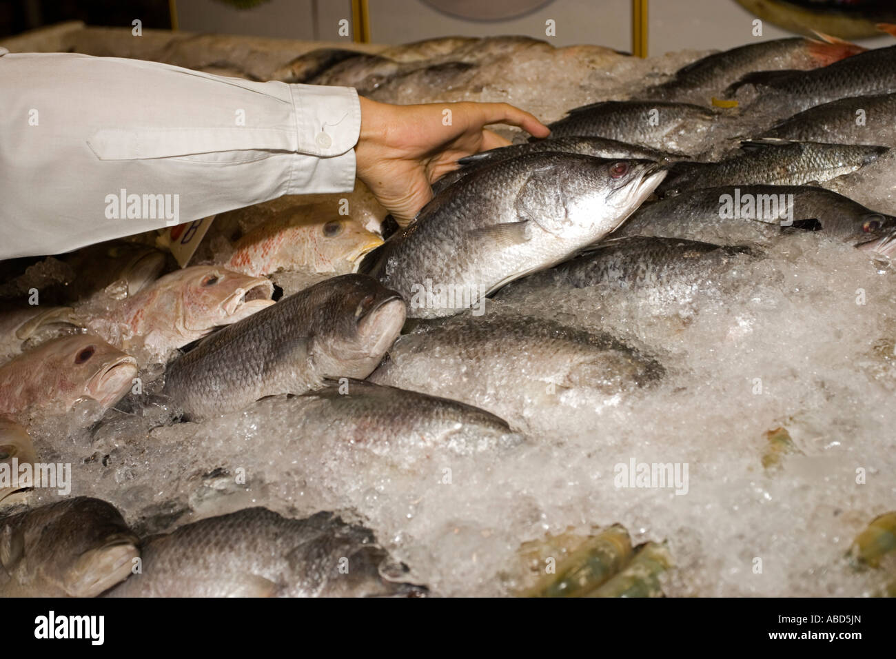 Fish and seafood display at outdoor restaurant Anusan Market in Chiang ...