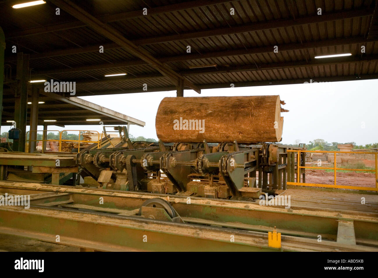 Saw mill in the rainforest sawing Sapele (African Mahogany) trees into ...