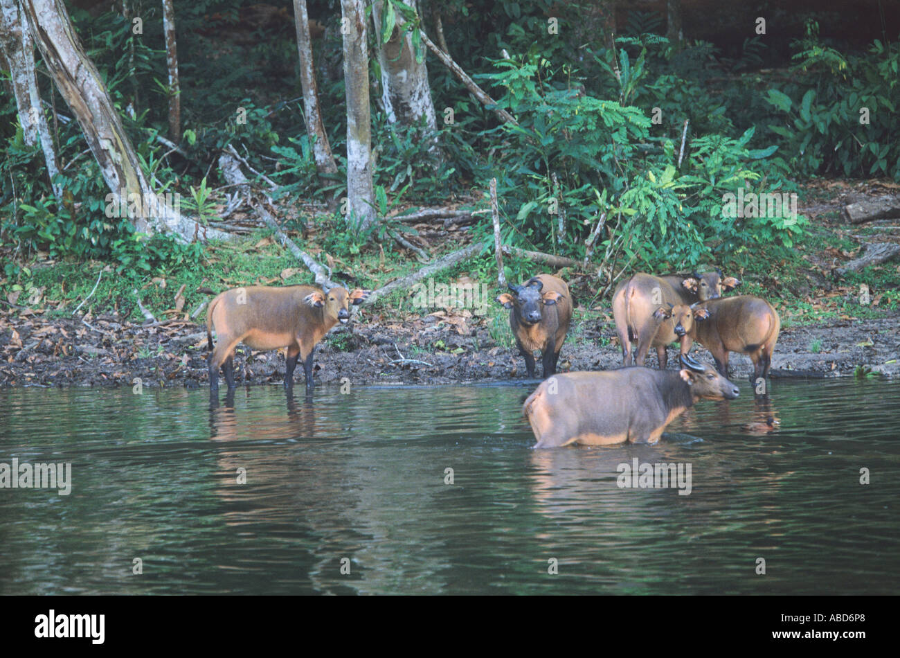 Congo buffalo hi-res stock photography and images - Alamy