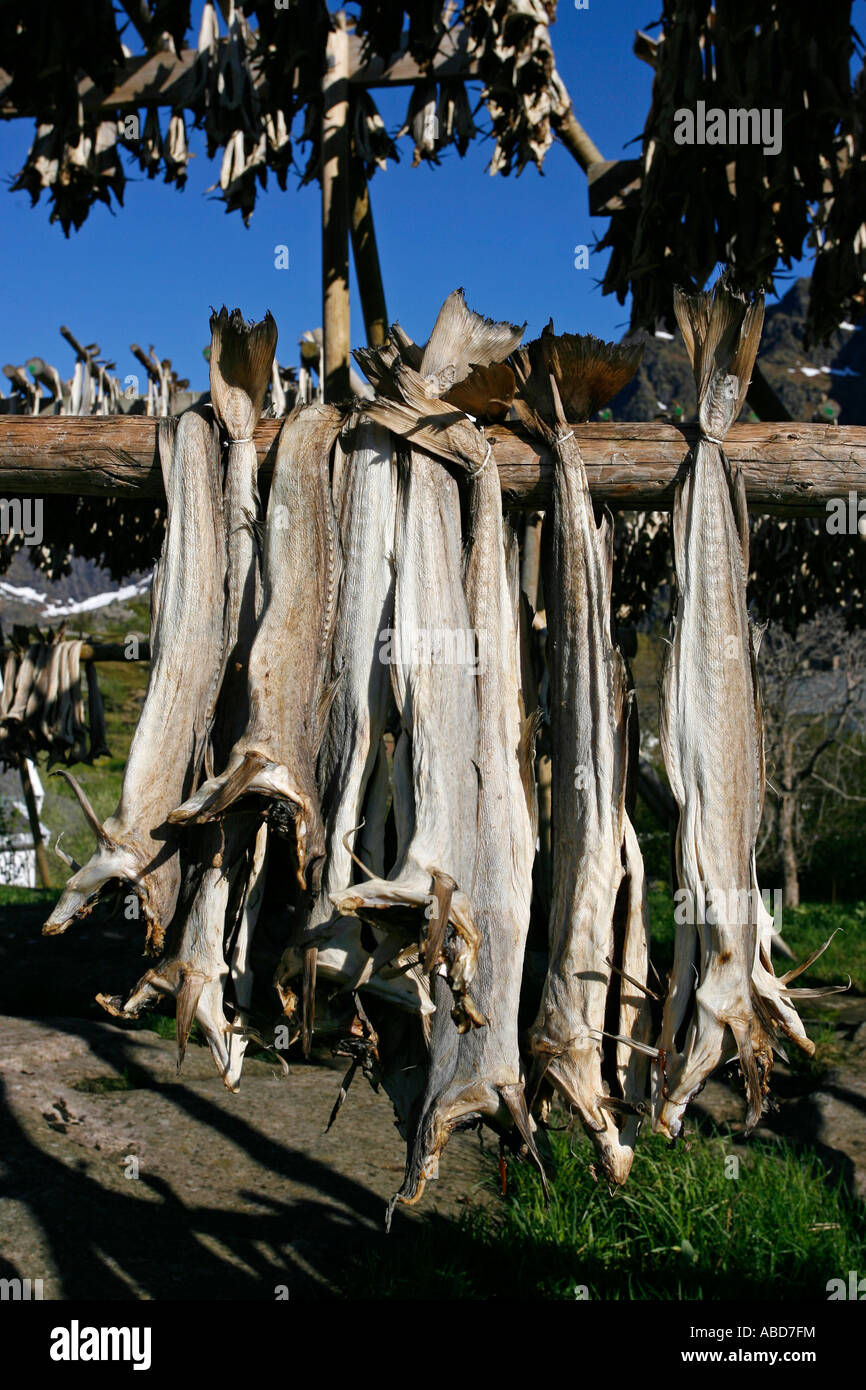 Cod drying Lofoten Islands Norway Europe Stock Photo - Alamy