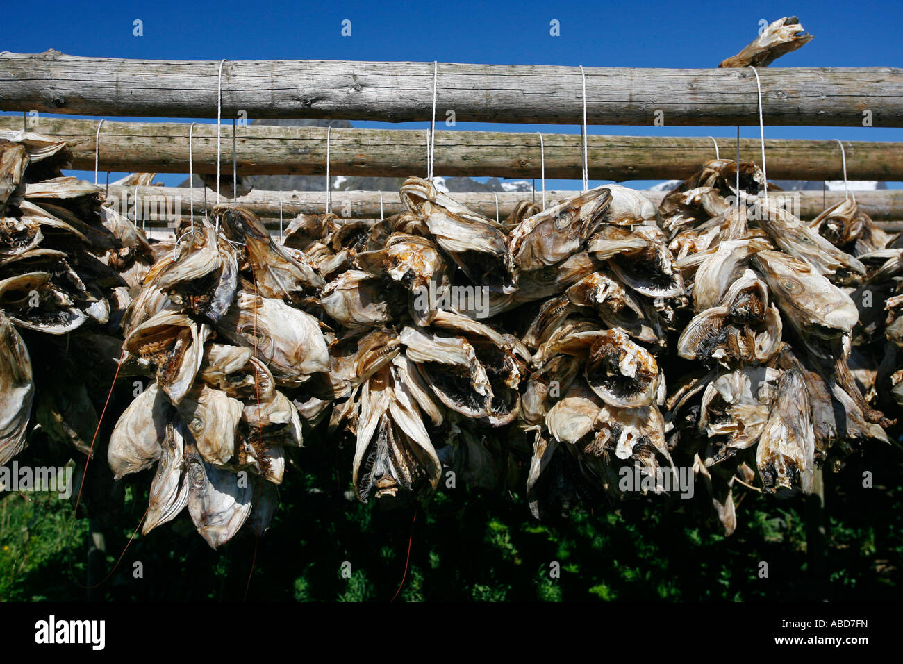 Cod heads drying Lofoten Islands Norway Europe Stock Photo - Alamy