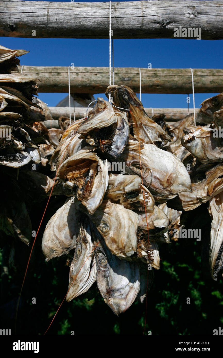 Cod heads drying Lofoten Islands Norway Europe Stock Photo - Alamy
