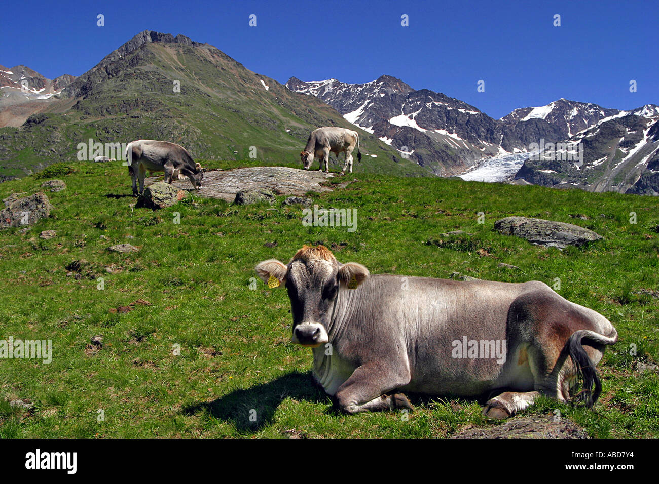 Cow on an alp Stock Photo - Alamy