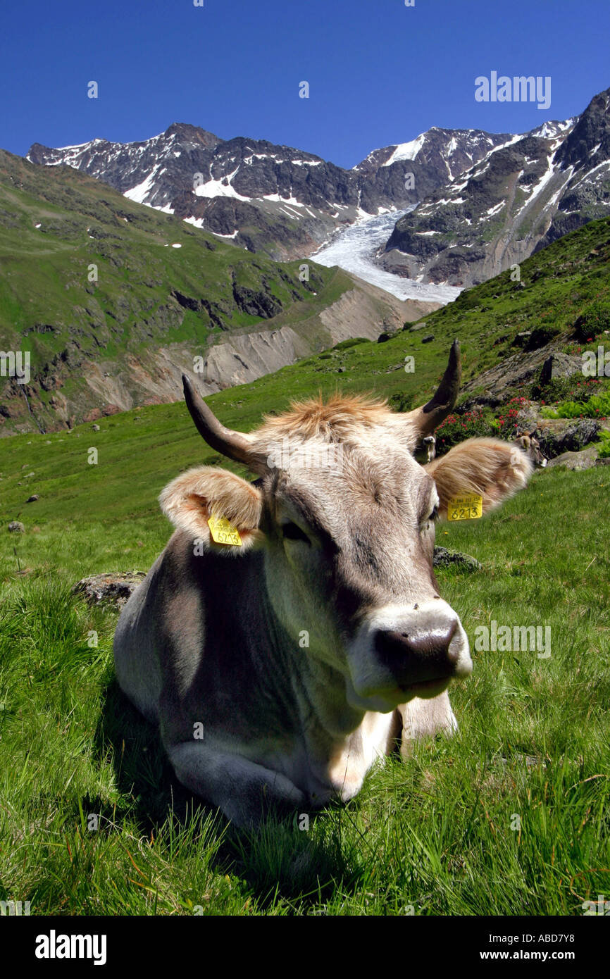 Cow on an alp Stock Photo - Alamy