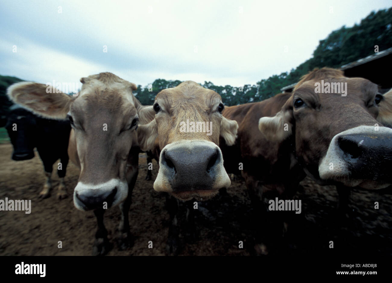 Brahma cows hi-res stock photography and images - Alamy