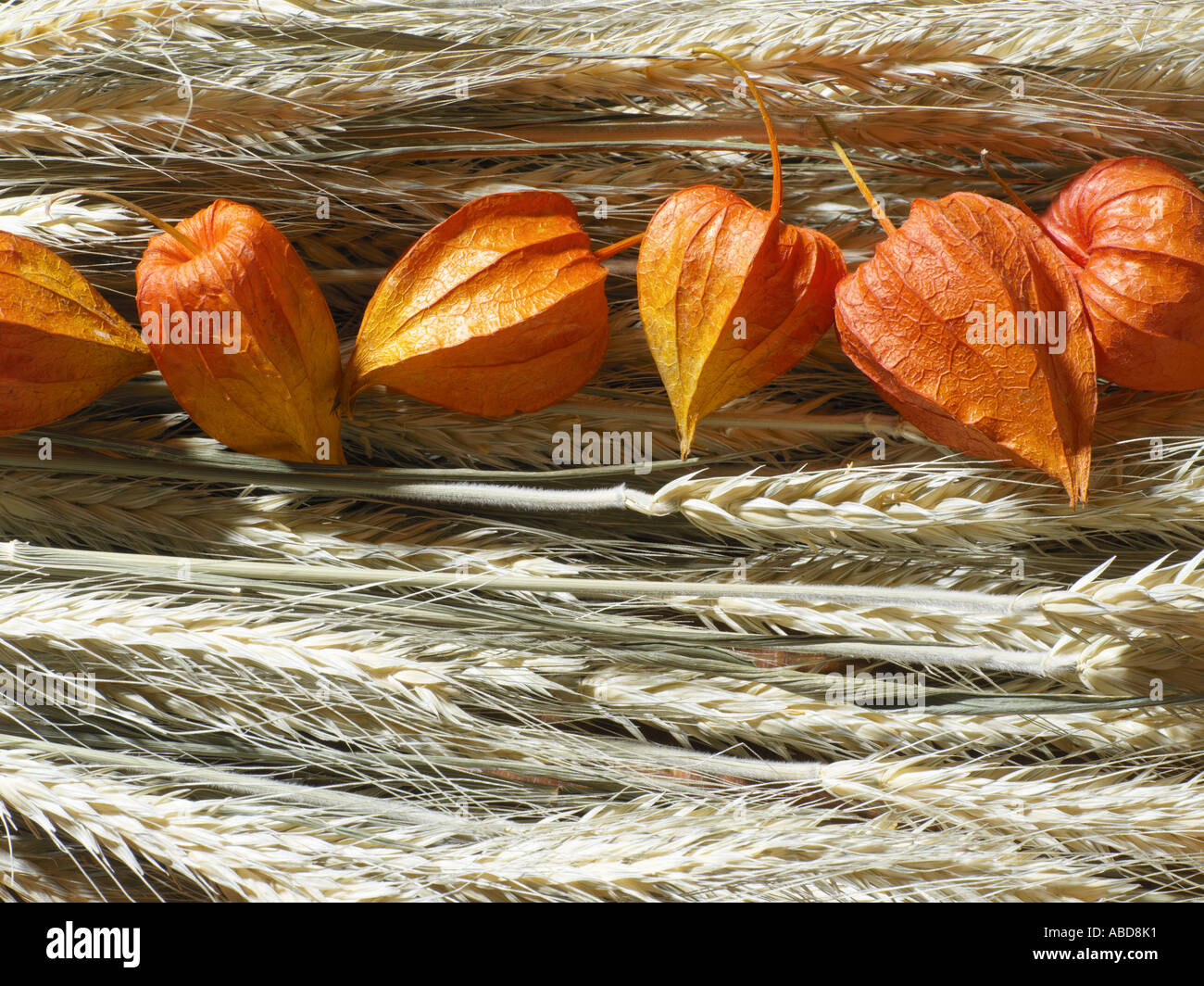 Chinese lantern plants and wheat Stock Photo - Alamy