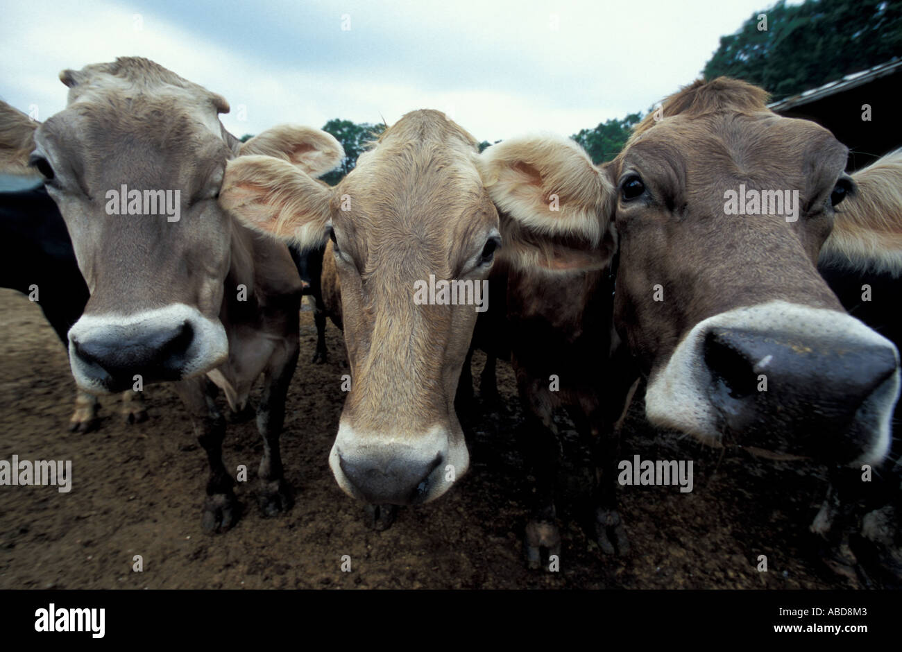 Hurd Of Cows High Resolution Stock Photography and Images - Alamy