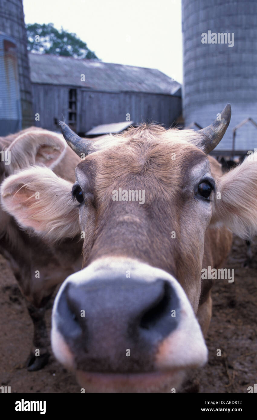 Dairy cow farm new jersey hi-res stock photography and images - Alamy