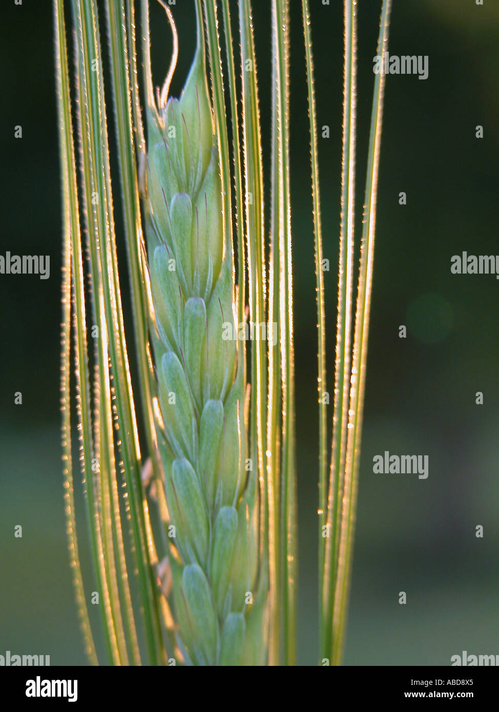 grain ear - barley Stock Photo - Alamy