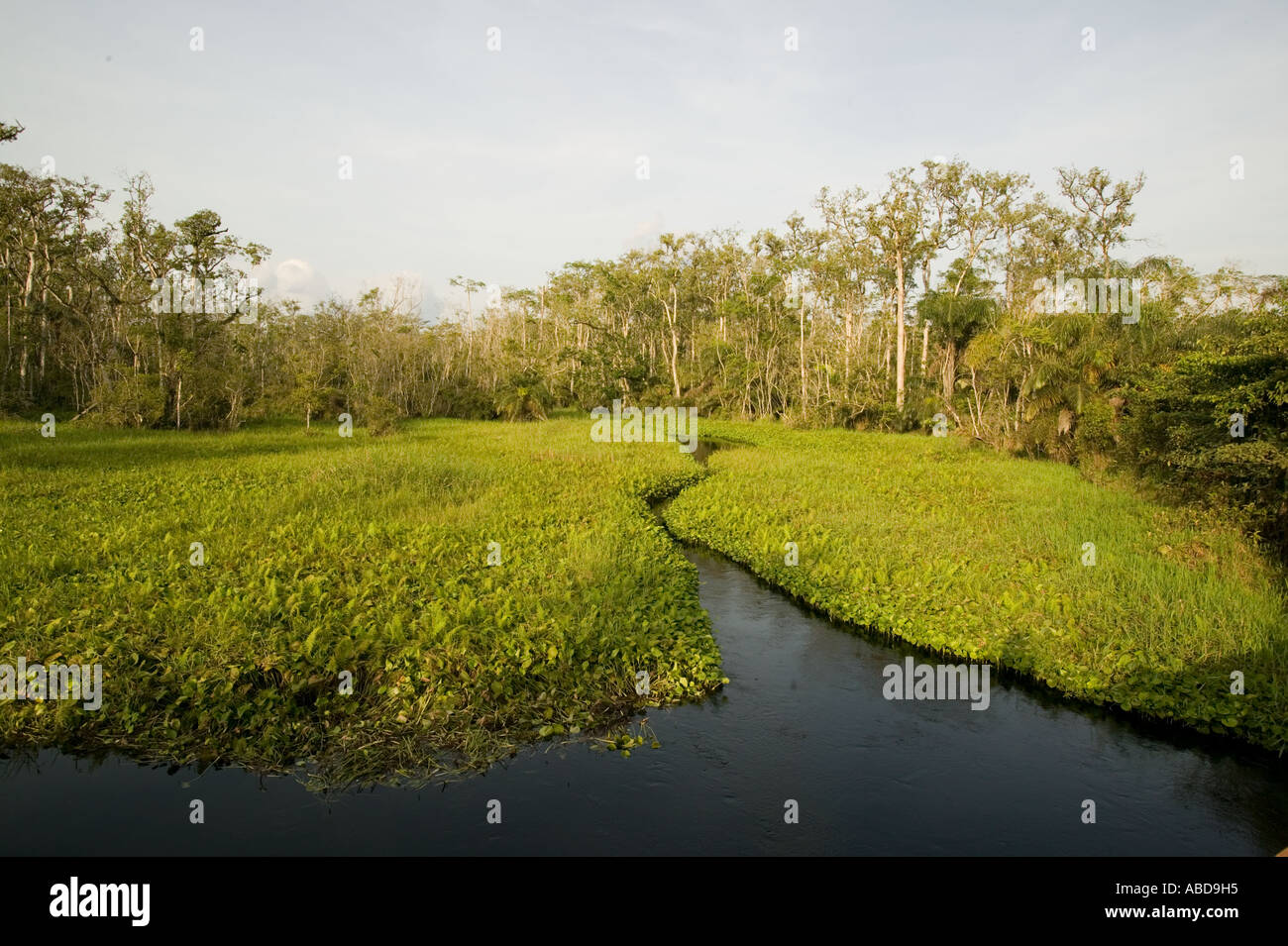 Swamp forest in the Republic of Congo Stock Photo - Alamy
