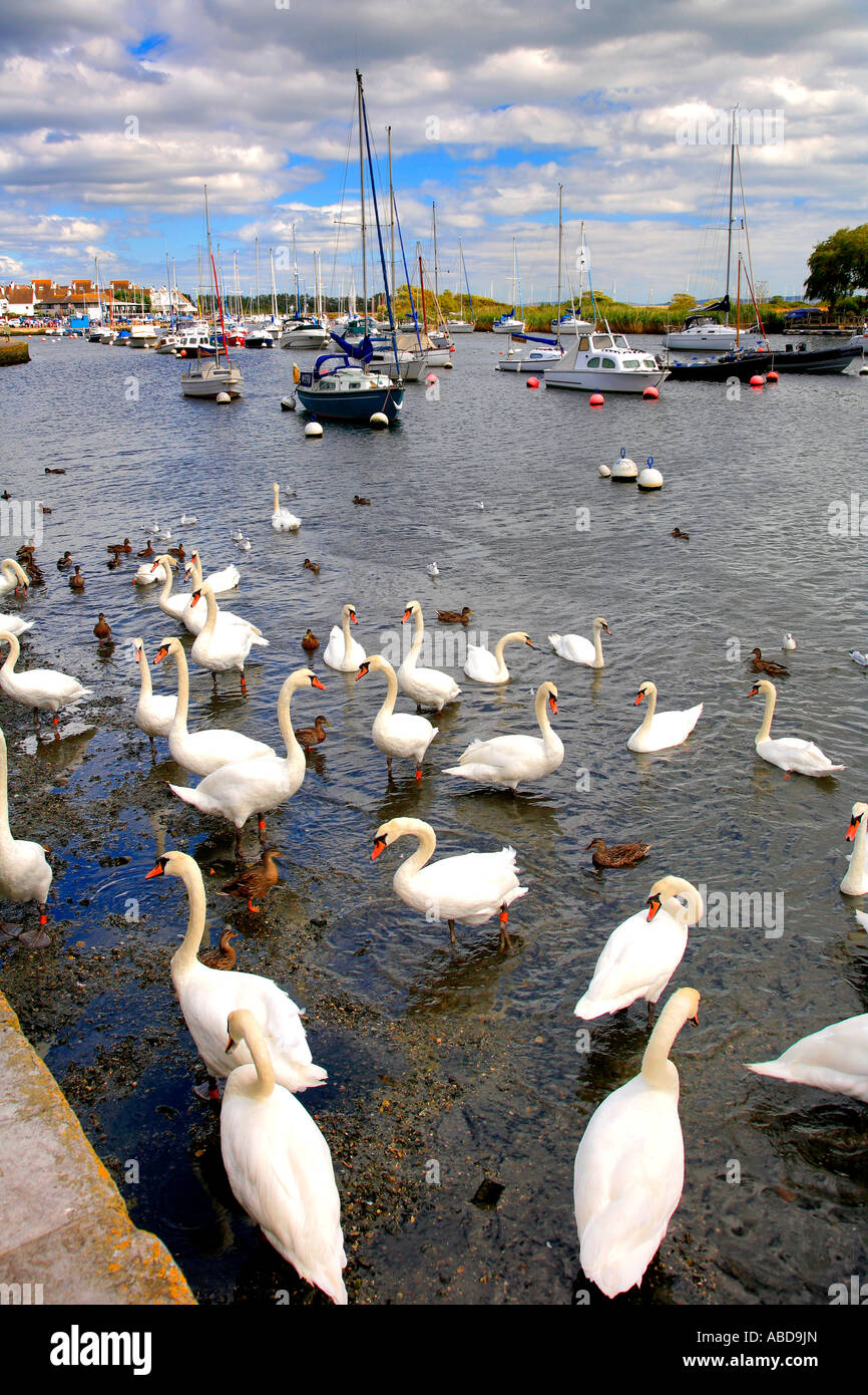 Swans in the Harbour Christchurch Dorset England Britain UK Stock Photo ...
