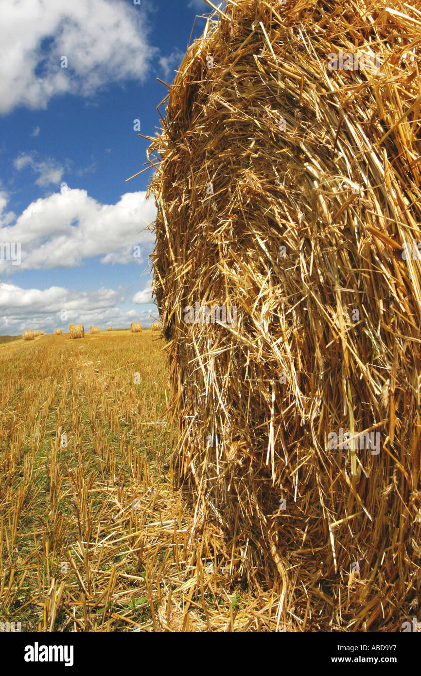 Reaped crops hi-res stock photography and images - Alamy