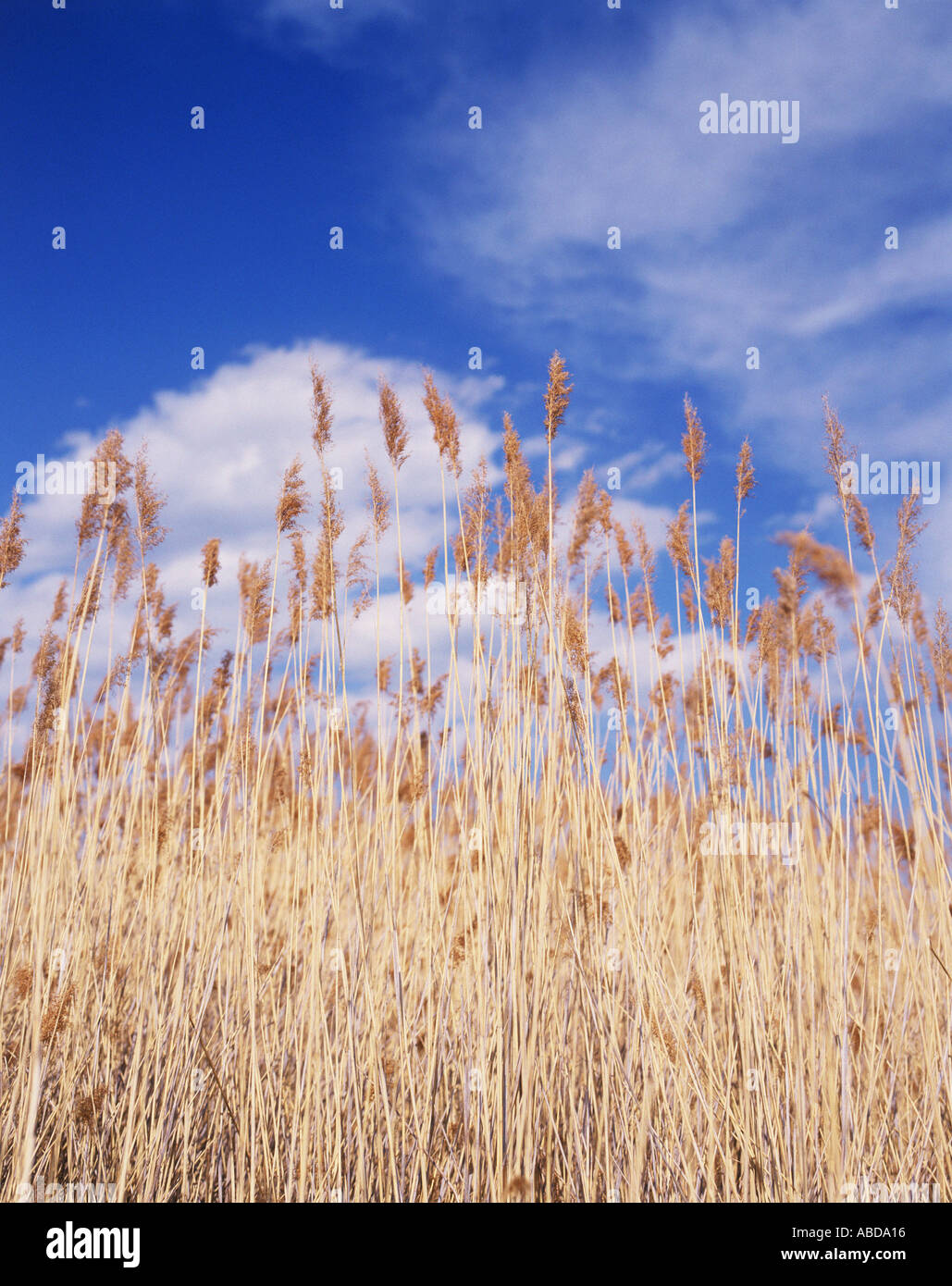 Wheat species hi-res stock photography and images - Alamy