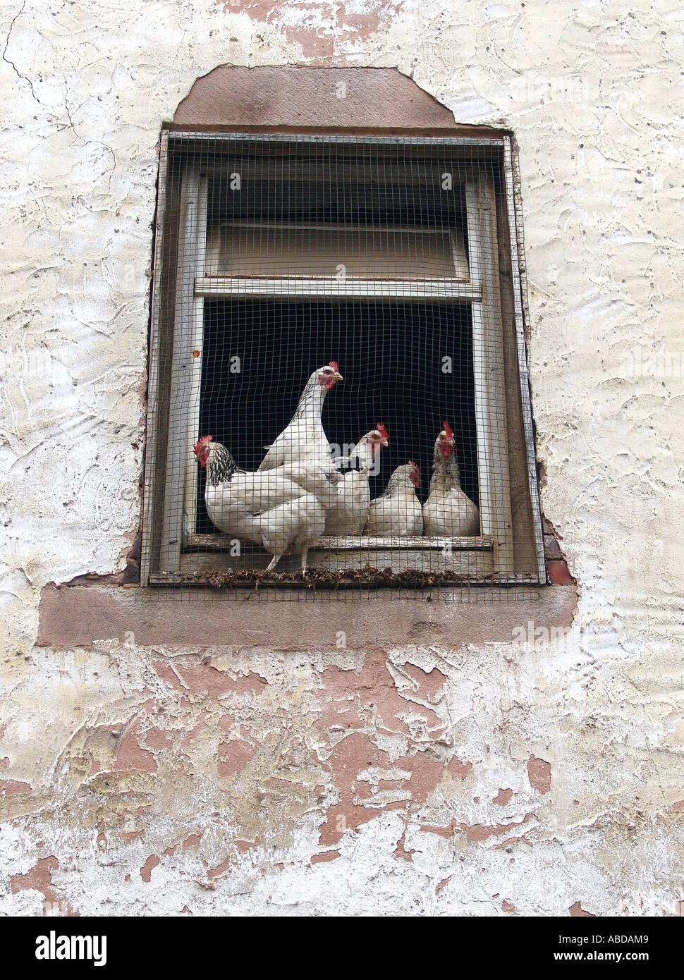Chickens on a farm behind bars Stock Photo - Alamy