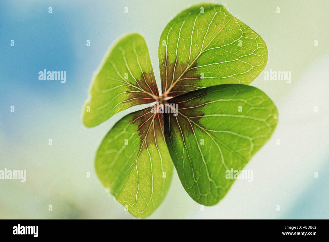 Species of clover hi-res stock photography and images - Alamy