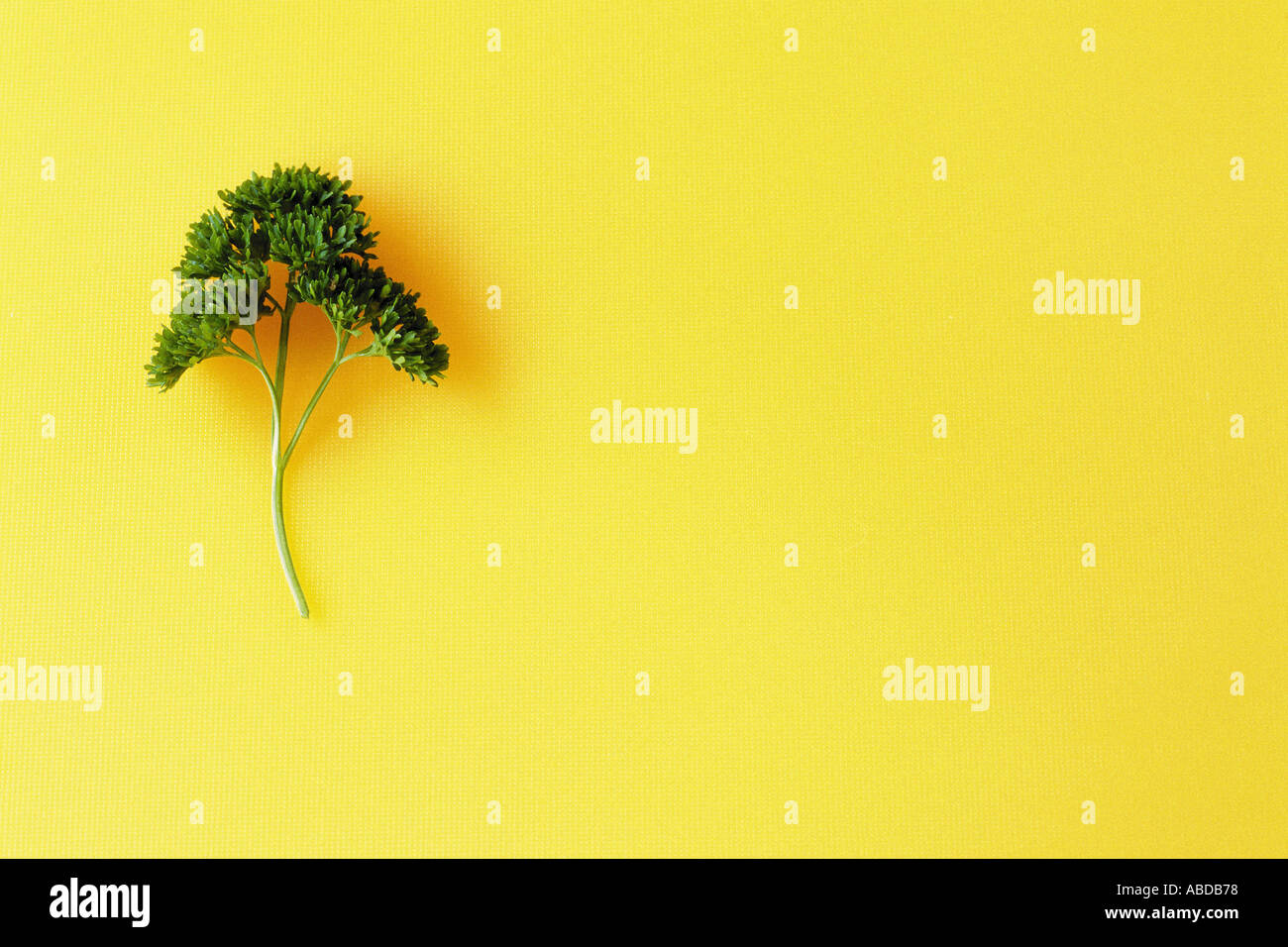 Sprig of parsley Stock Photo - Alamy