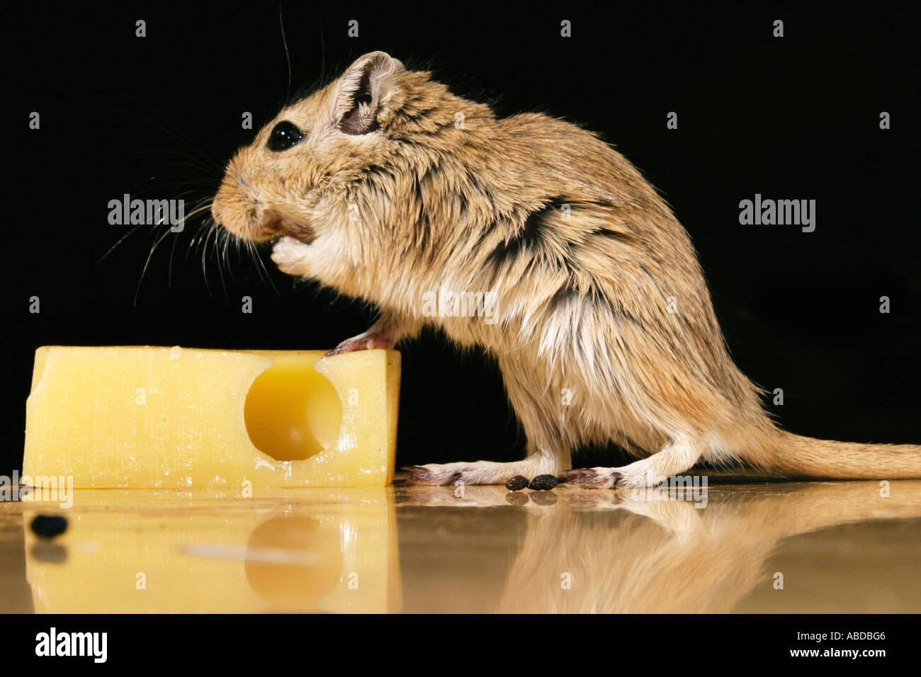 Door mice hi-res stock photography and images - Alamy