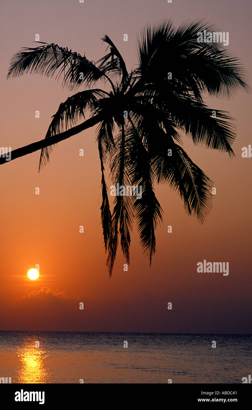 Palm tree and sea Stock Photo - Alamy