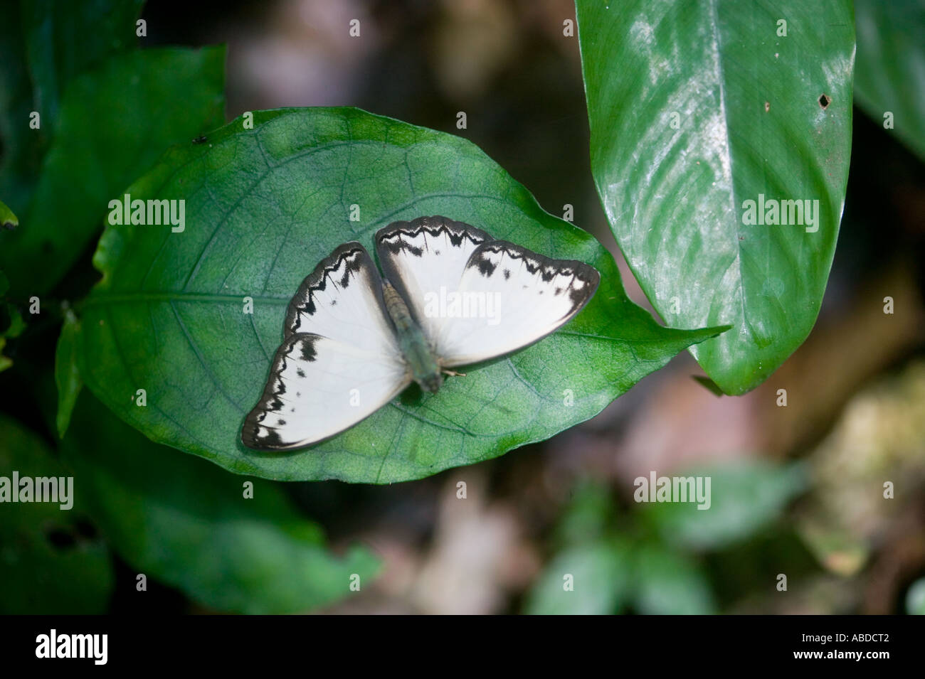 Butterfly in the rainforest of the Republic of Congo Stock Photo - Alamy