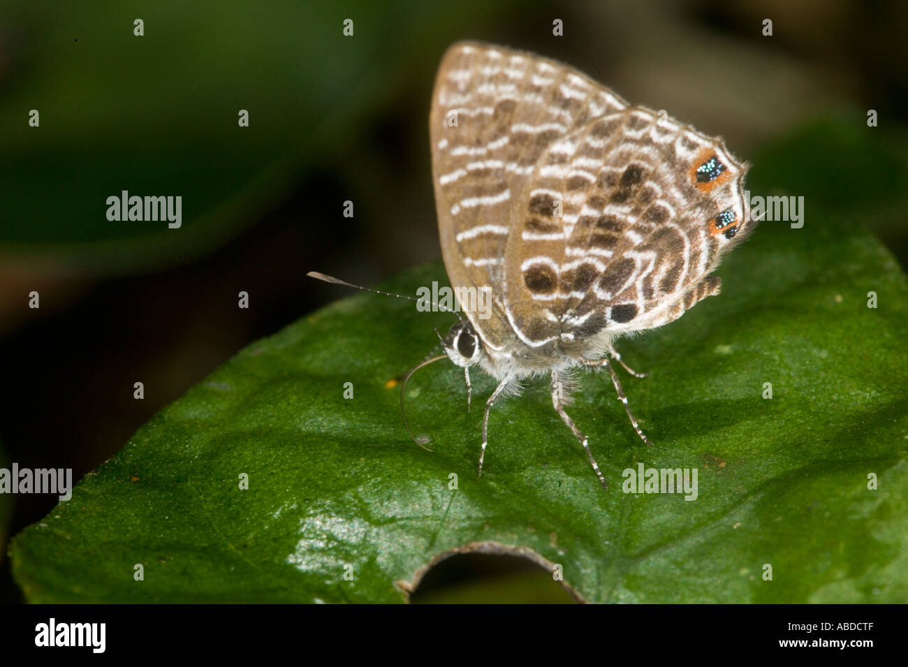 Butterfly in the rainforest of the Republic of Congo Stock Photo - Alamy