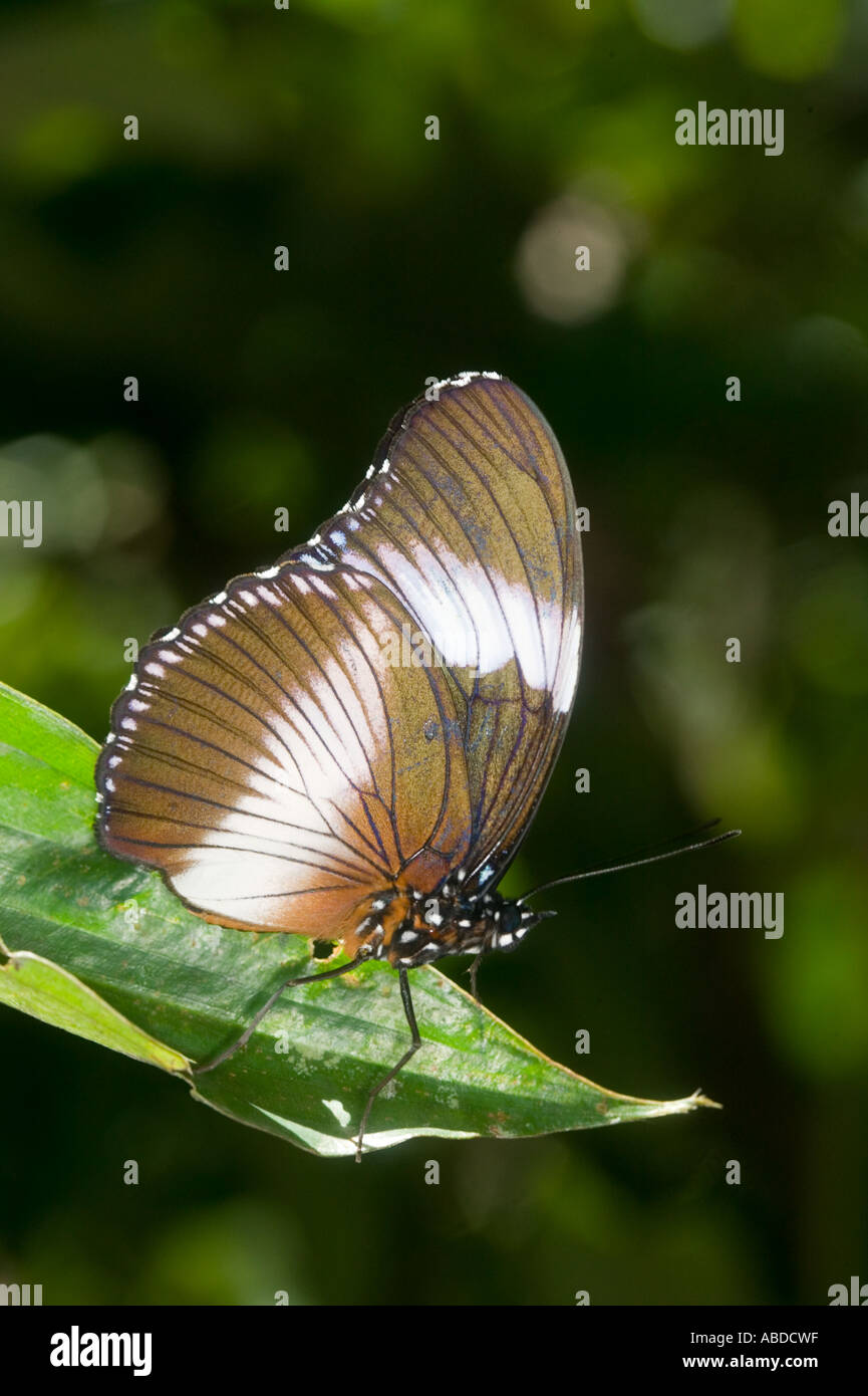 Butterfly in the rainforest of the Republic of Congo Stock Photo - Alamy