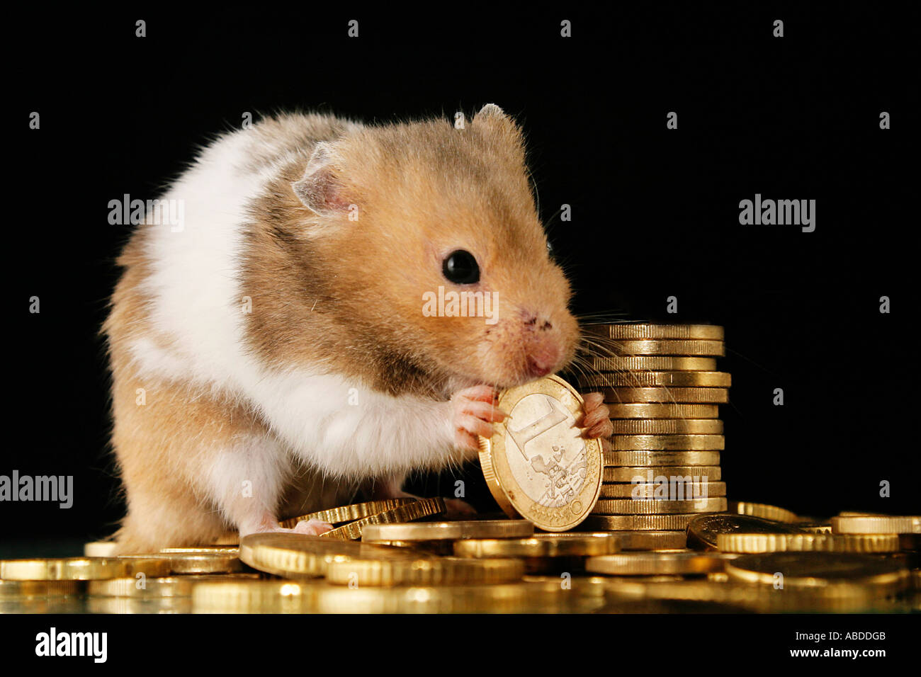 Nibbles the mouse hi-res stock photography and images - Alamy