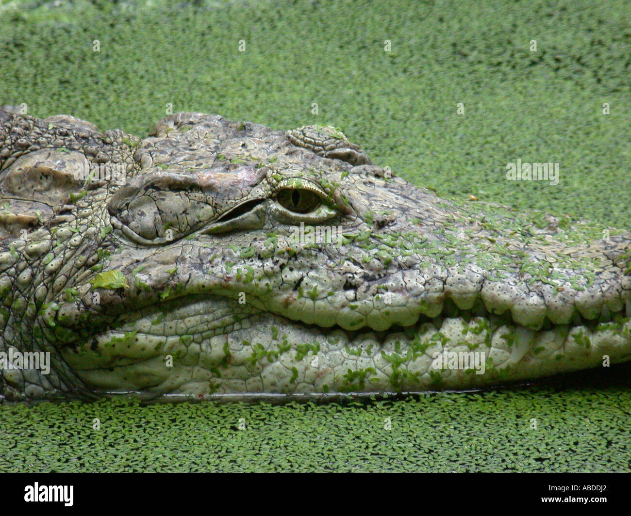 Dishonestly hi-res stock photography and images - Alamy