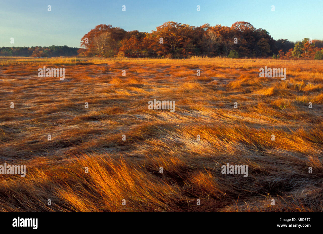 Frost on grasses in a New Hampshire salt marsh Tidal marsh Massacre ...