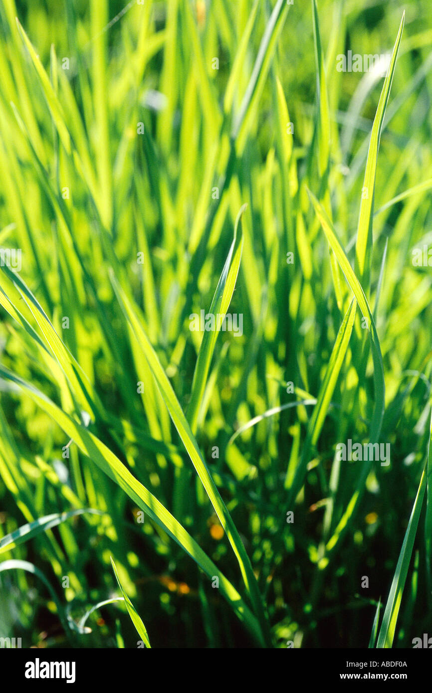 Long Grass Background High Resolution Stock Photography and Images - Alamy