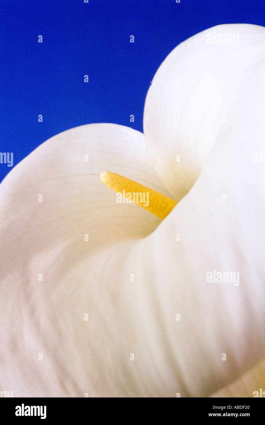 Lily shape hi-res stock photography and images - Alamy