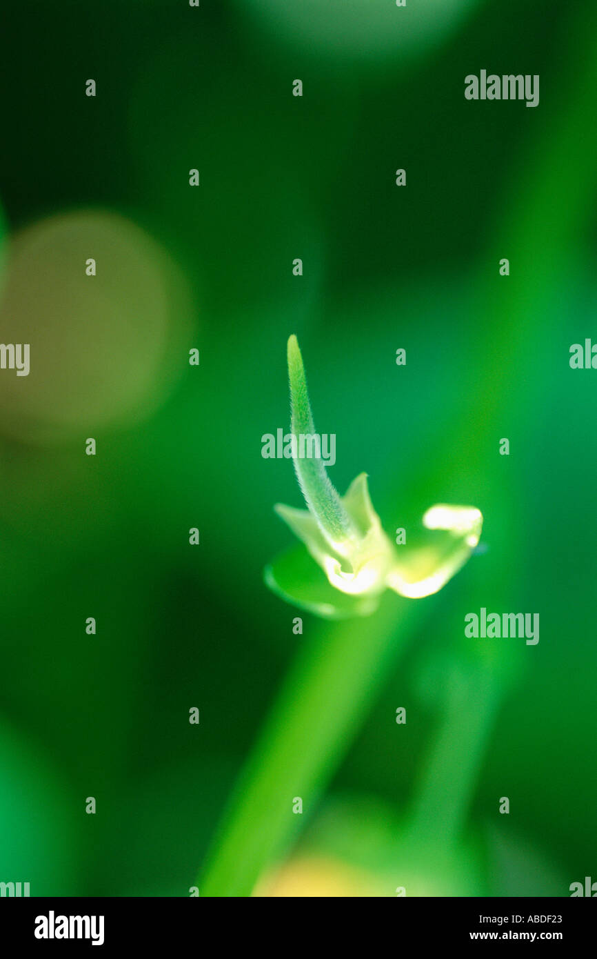 French bean shoot Stock Photo - Alamy