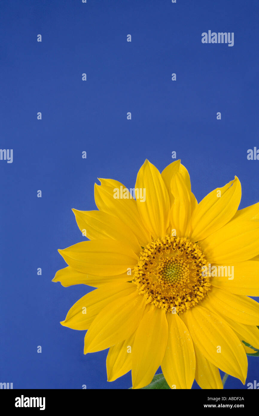 Ower head hi-res stock photography and images - Alamy