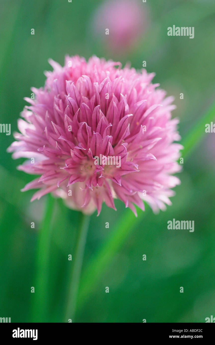 Pink chive flower Stock Photo - Alamy