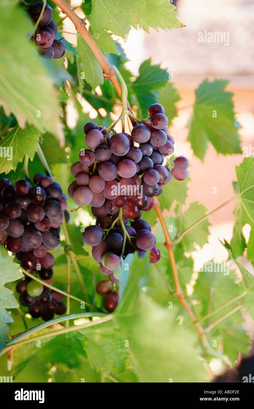Bunch of grapes red hi-res stock photography and images - Alamy