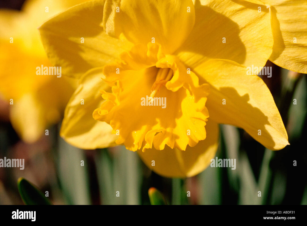Centre of a daffodil Stock Photo - Alamy
