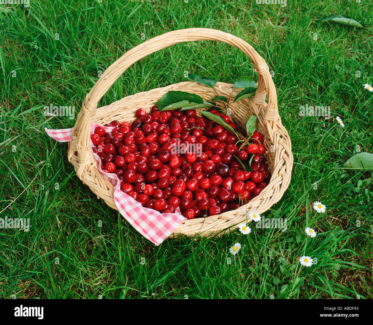 Fresh cherries hi-res stock photography and images - Alamy