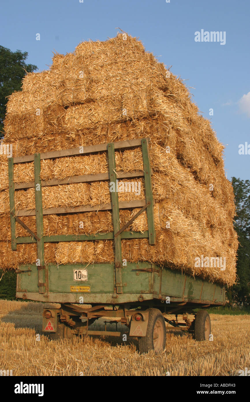 Bring in hay hi-res stock photography and images - Alamy