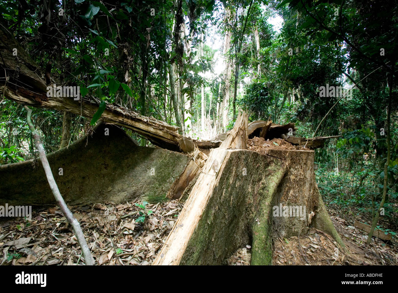 African mahogany tree hi-res stock photography and images - Alamy