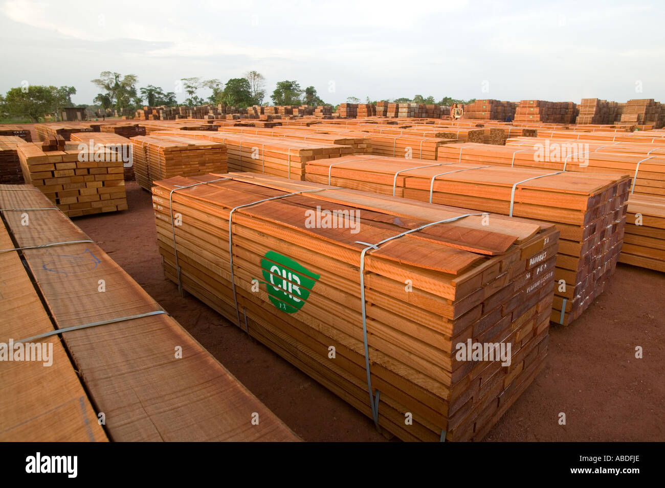 Harvested rainforest timber (African mahogany) in the Republic of Congo ...
