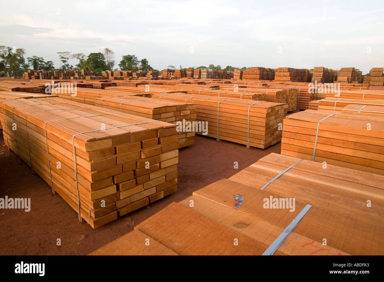 Harvested rainforest timber (African mahogany) in the Republic of Congo ...
