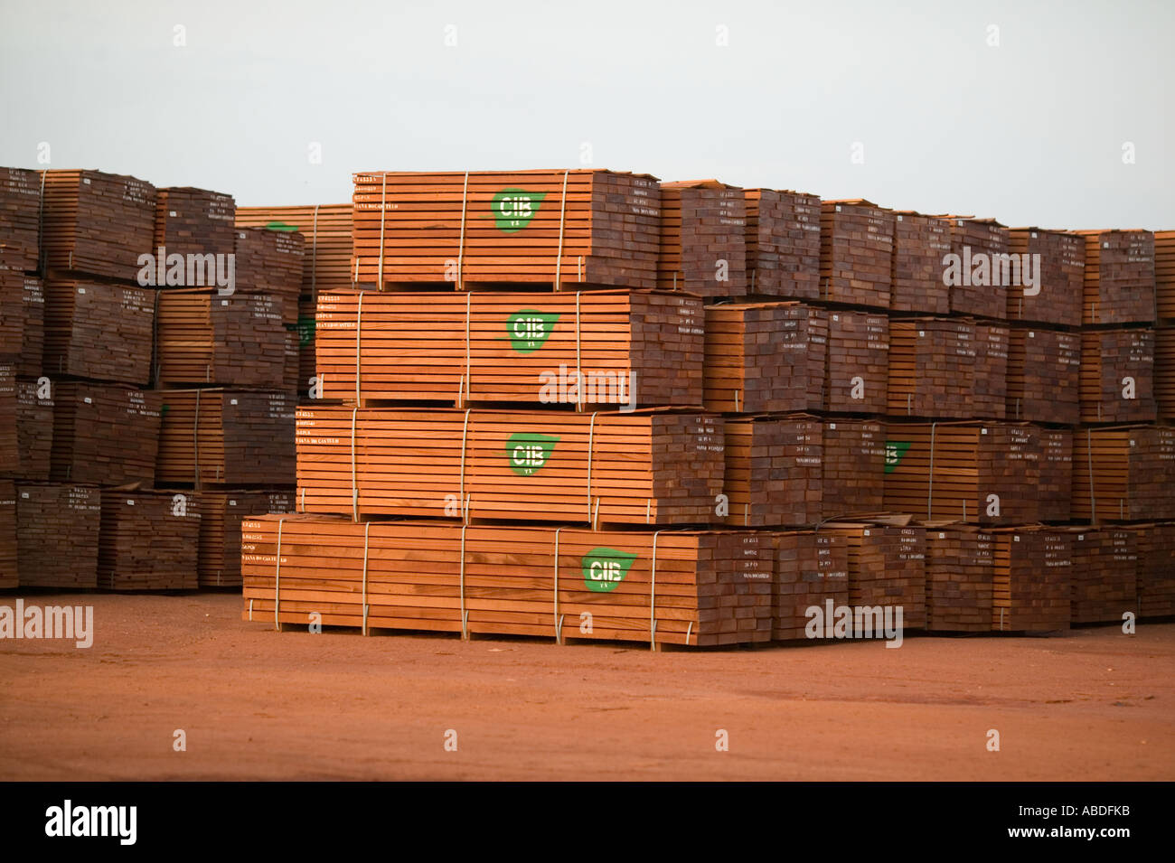 Processed rainforest timber (African mahogany) in the Republic of Congo ...
