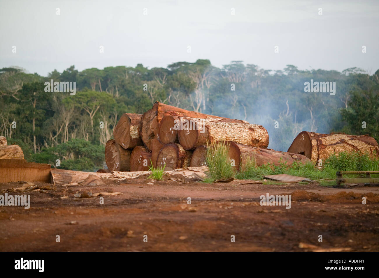 Harvested African tropical hardwood logs at a sawmill in the rainforest ...