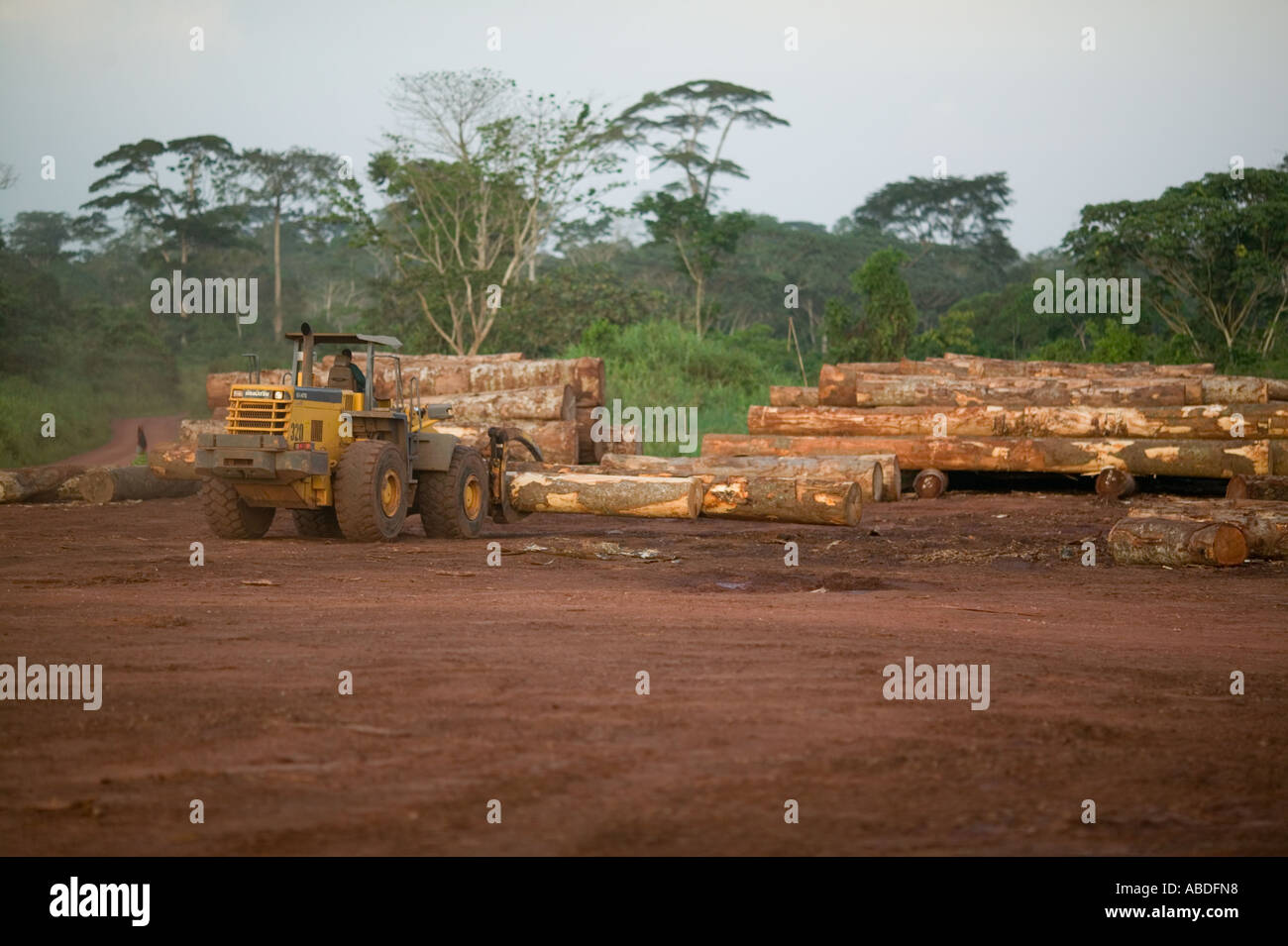 Harvested African tropical hardwood logs at a sawmill in the rainforest ...