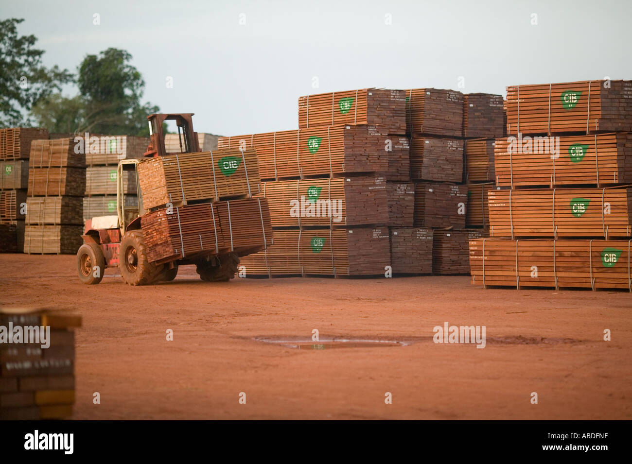 Processed rainforest timber at Tropical Africa's first FSC certified ...