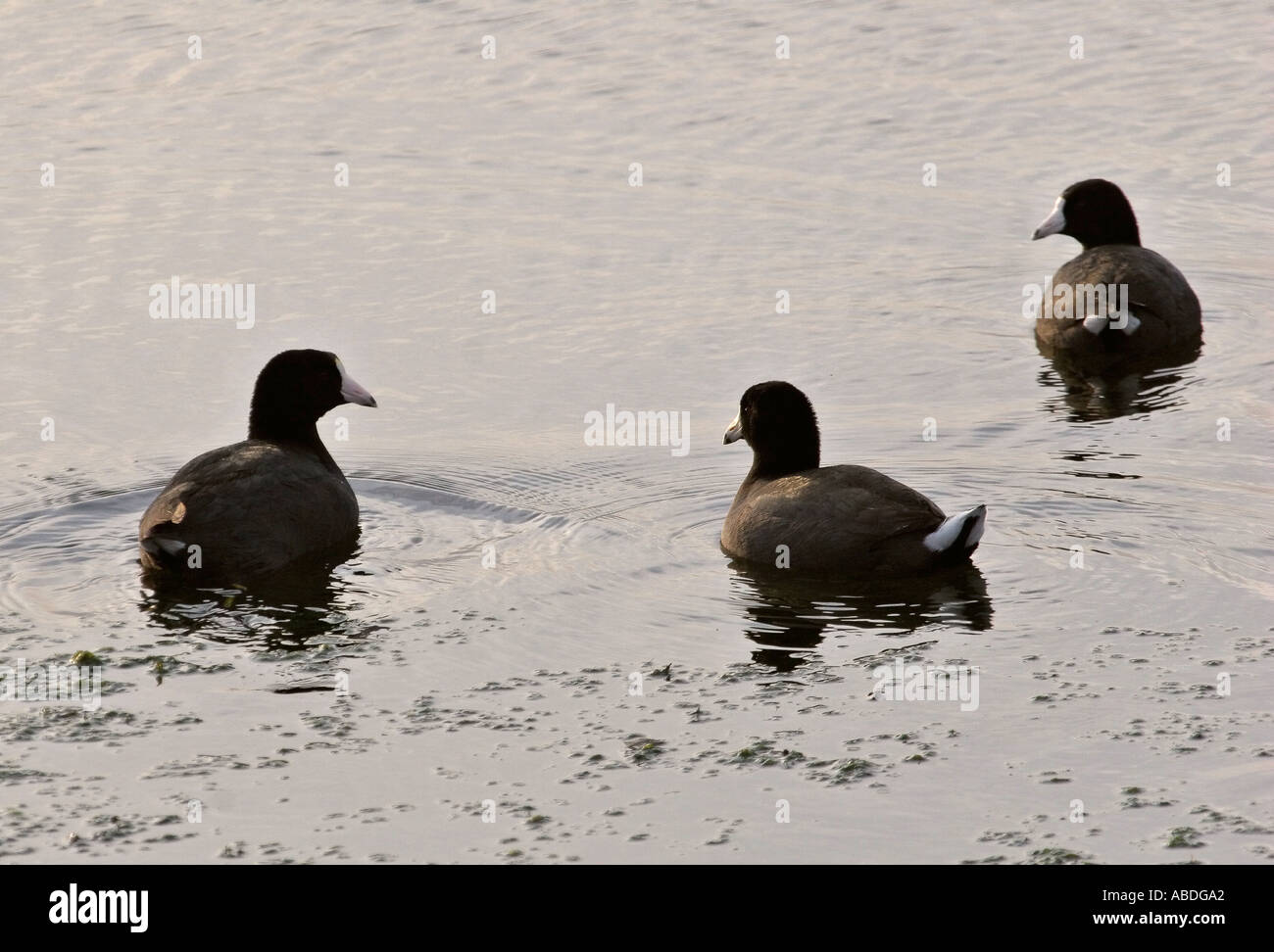 American Coots at Buffalo Pound Lake in scenic Saskatchewan Canada ...