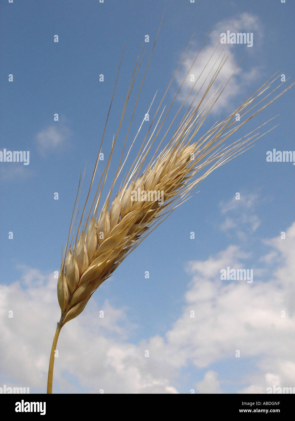 Grain - barley Stock Photo - Alamy